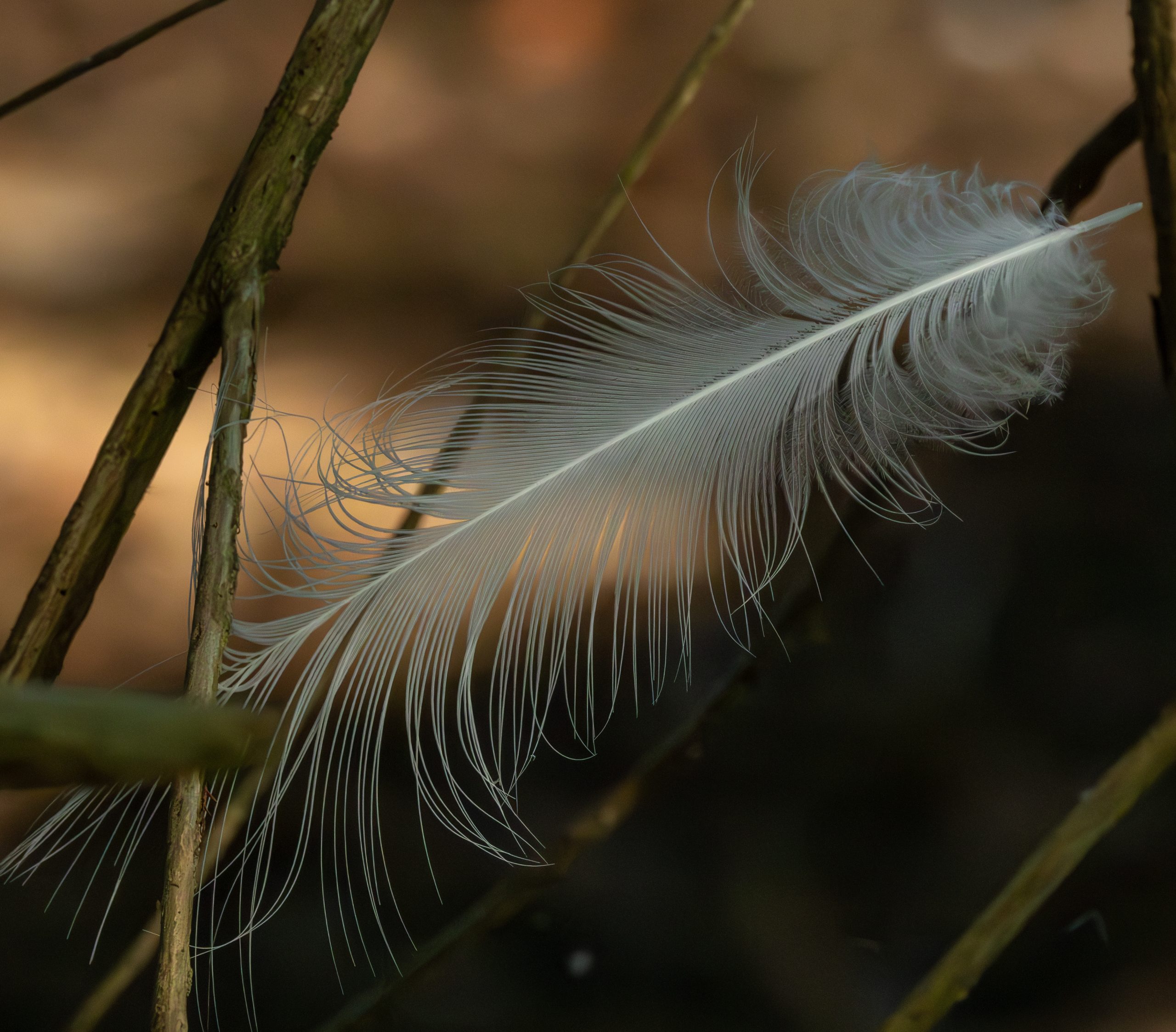 Gary Scherer’s Gallery – Valencia Palms Photo Club | Valencia Palms ...